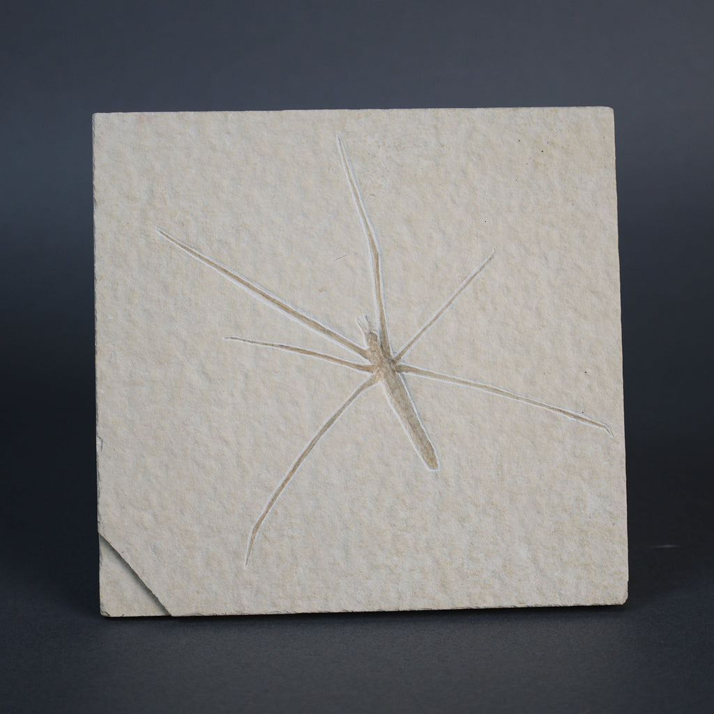 Fossil Water Strider from Solnhofen, Germany – Fossil Realm