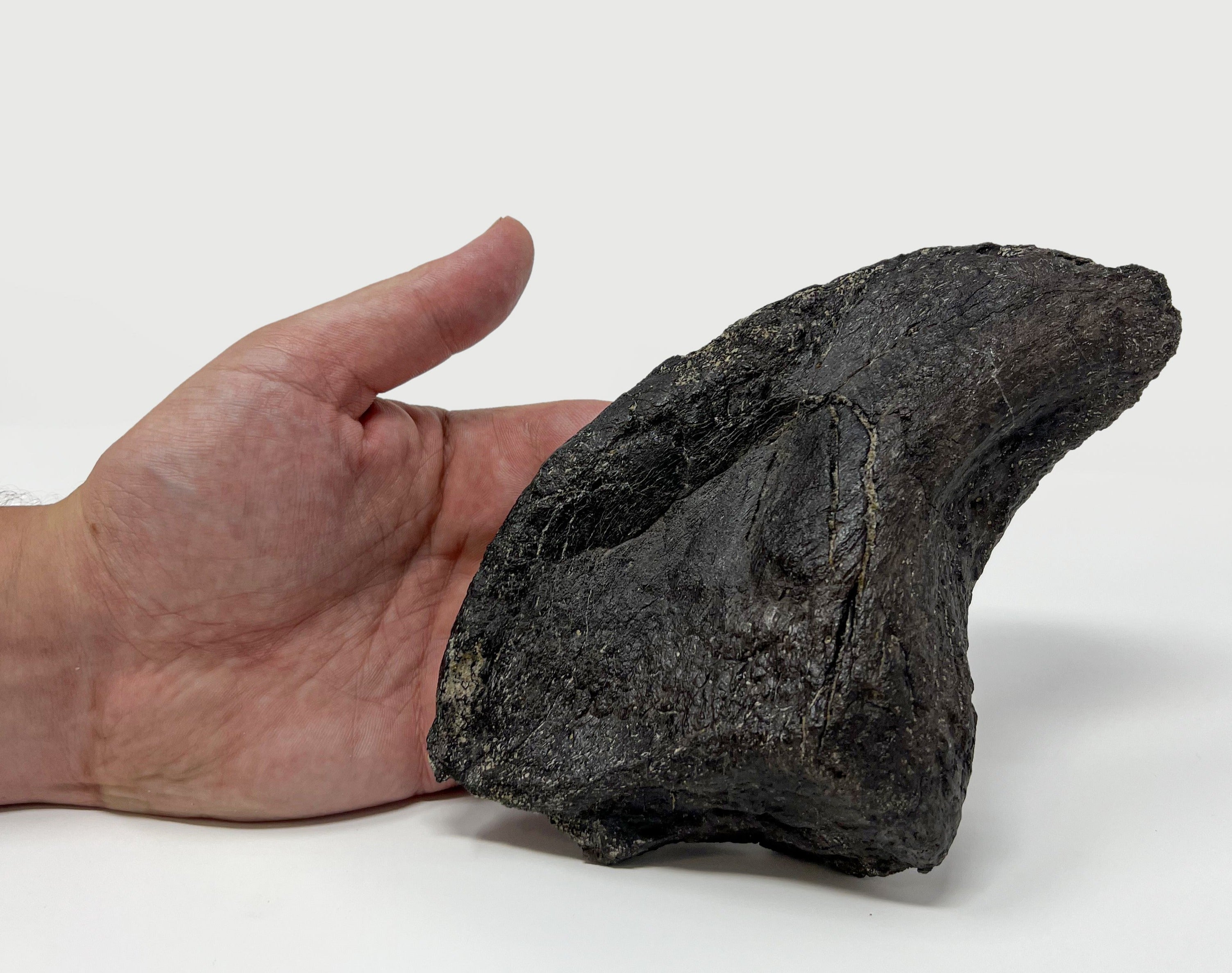 Fossil Realm: Buy Superb Fossils & Meteorites Online