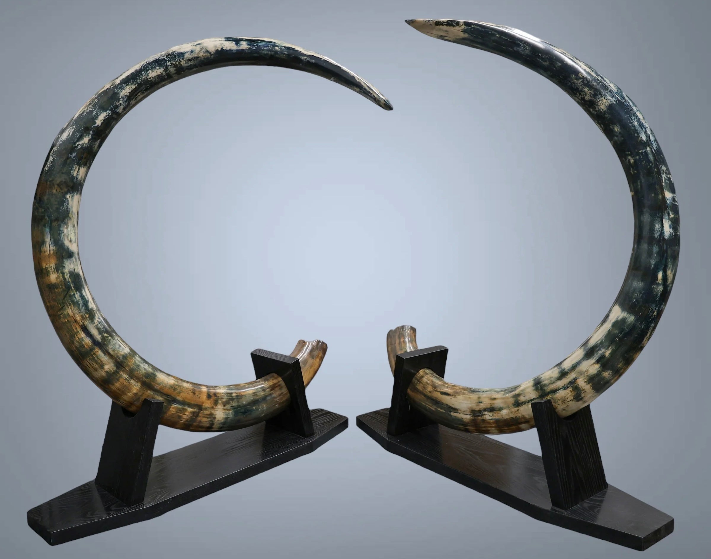 Mammoth Tusks for Sale – Fossil Realm