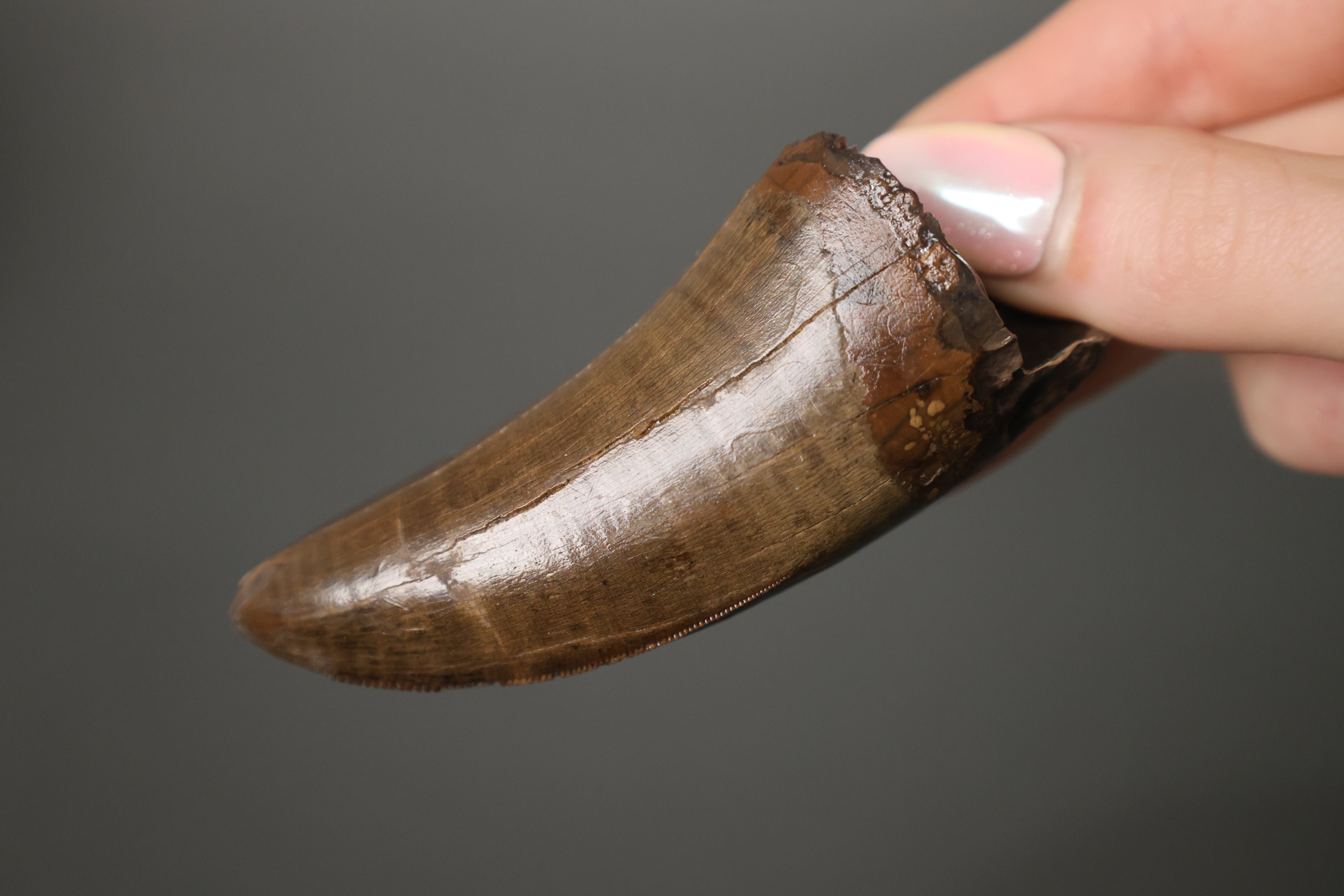 Curated Fossil Collection | Rare Masterpieces from Earth's History ...