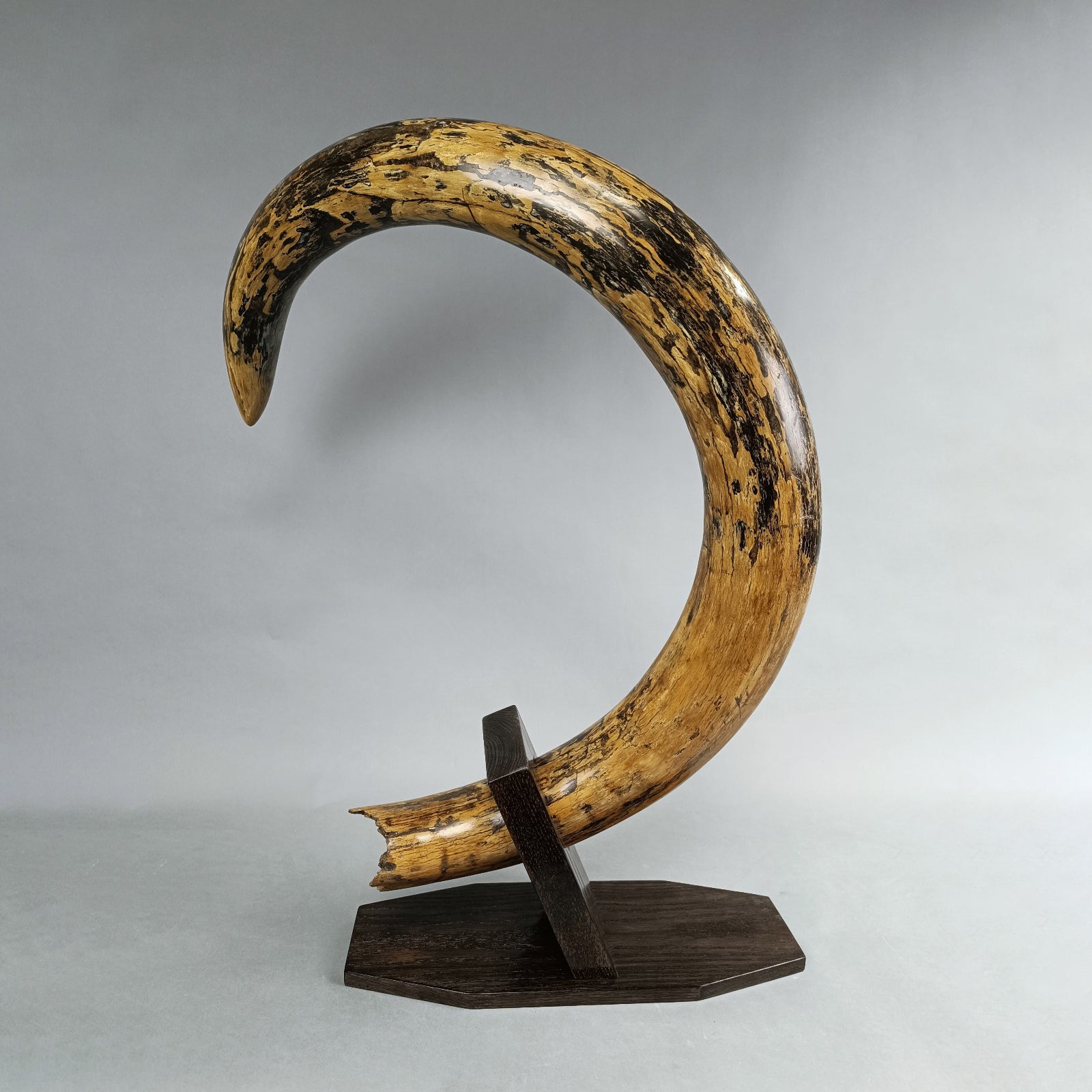 Huge Blue Mammoth Tusk For Sale - Alaska, 119 lbs. - Rare Vivianite ...