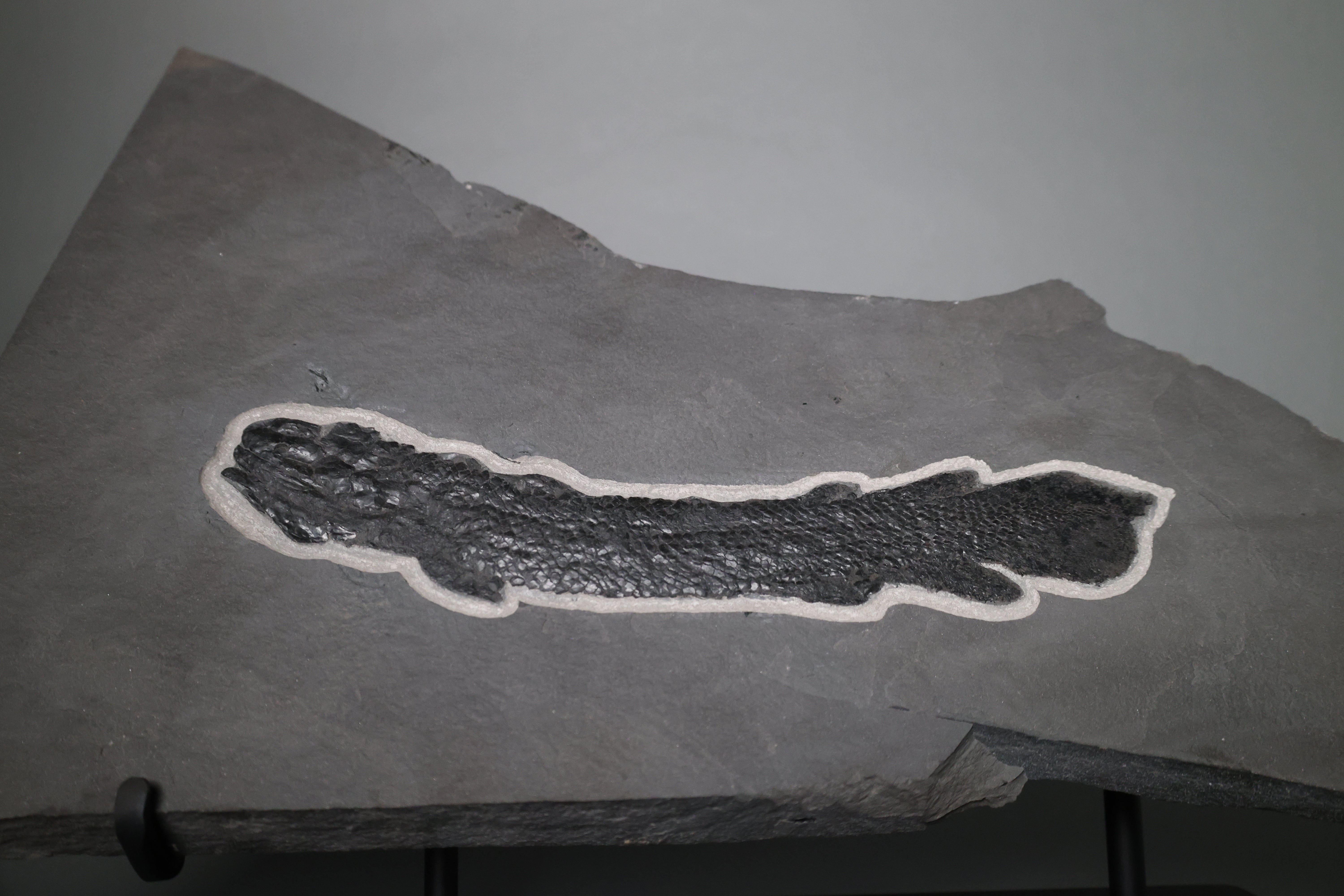 Fossil Stingray – Fossil Realm