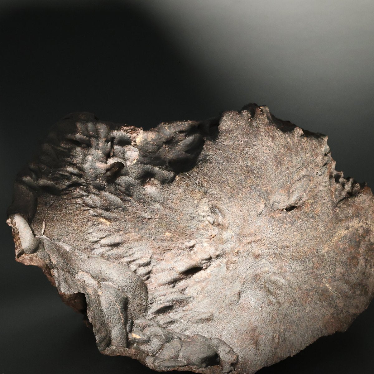 New Fossils, Meteorites & Minerals For Sale – Fossil Realm