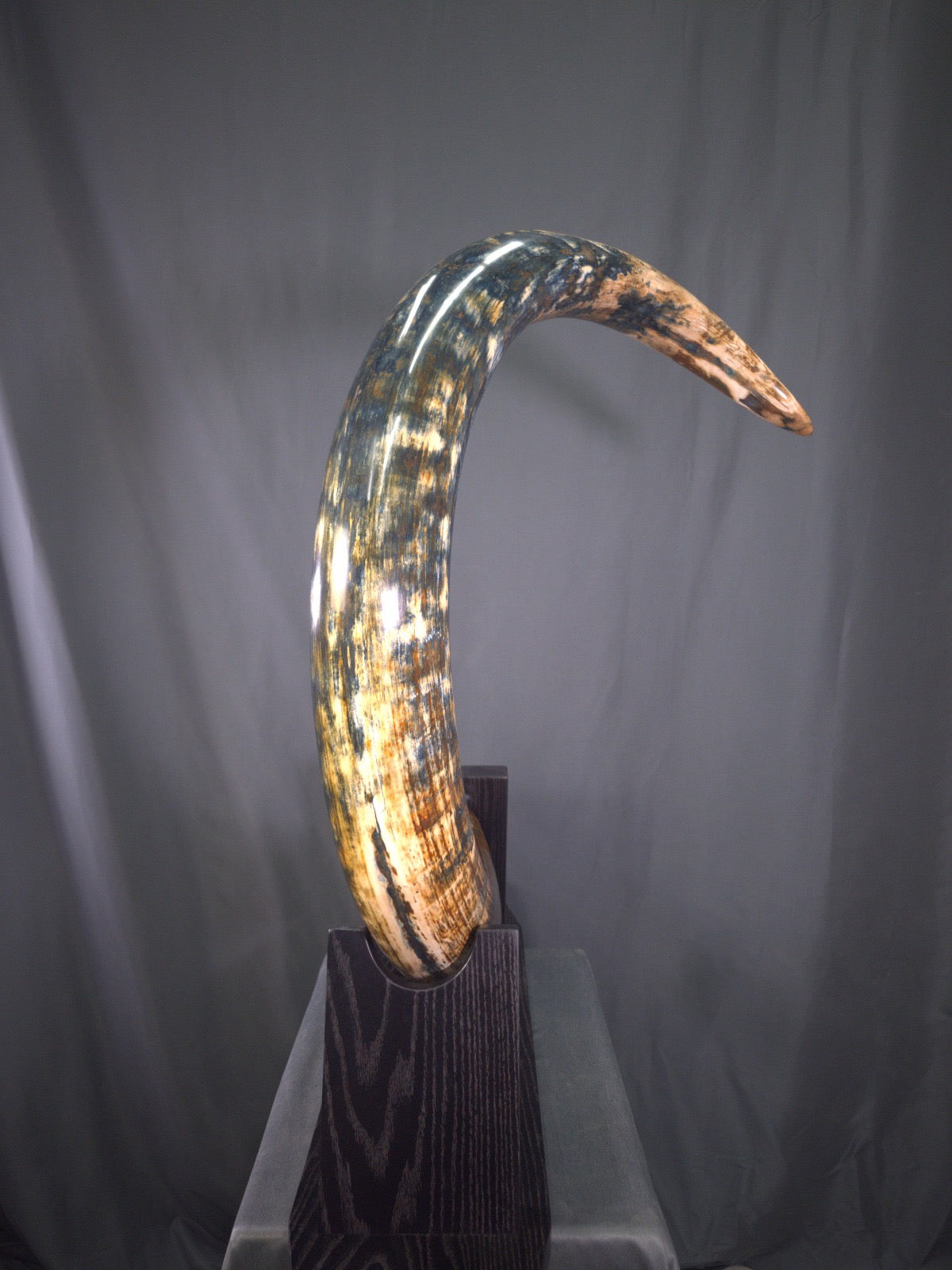 Mammoth Tusks for Sale – Fossil Realm