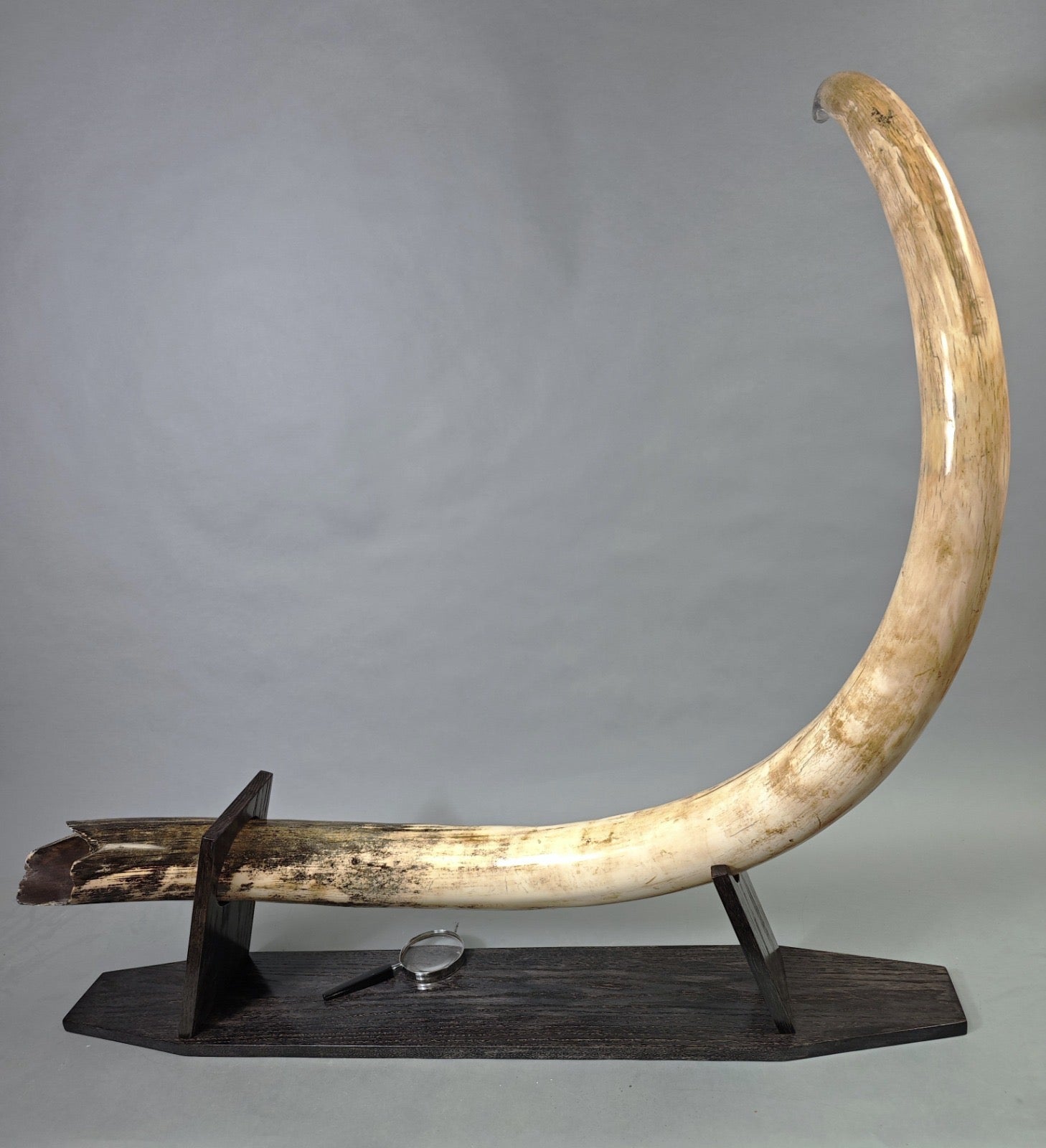 Mammoth Tusks for Sale – Fossil Realm