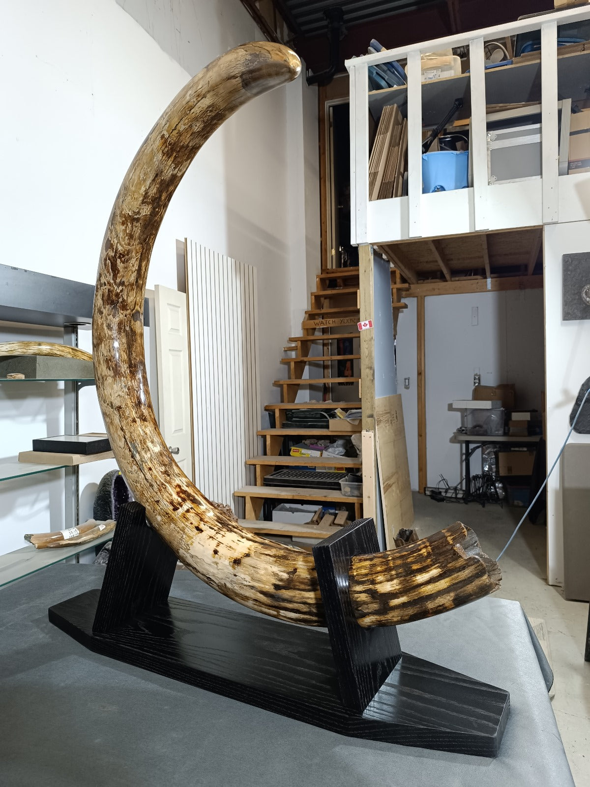 Curated Fossil Collection | Rare and Beautiful Specimens – Fossil Realm