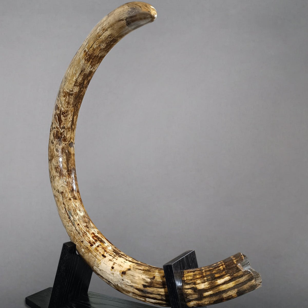 Mammoth Tusks for Sale – Fossil Realm