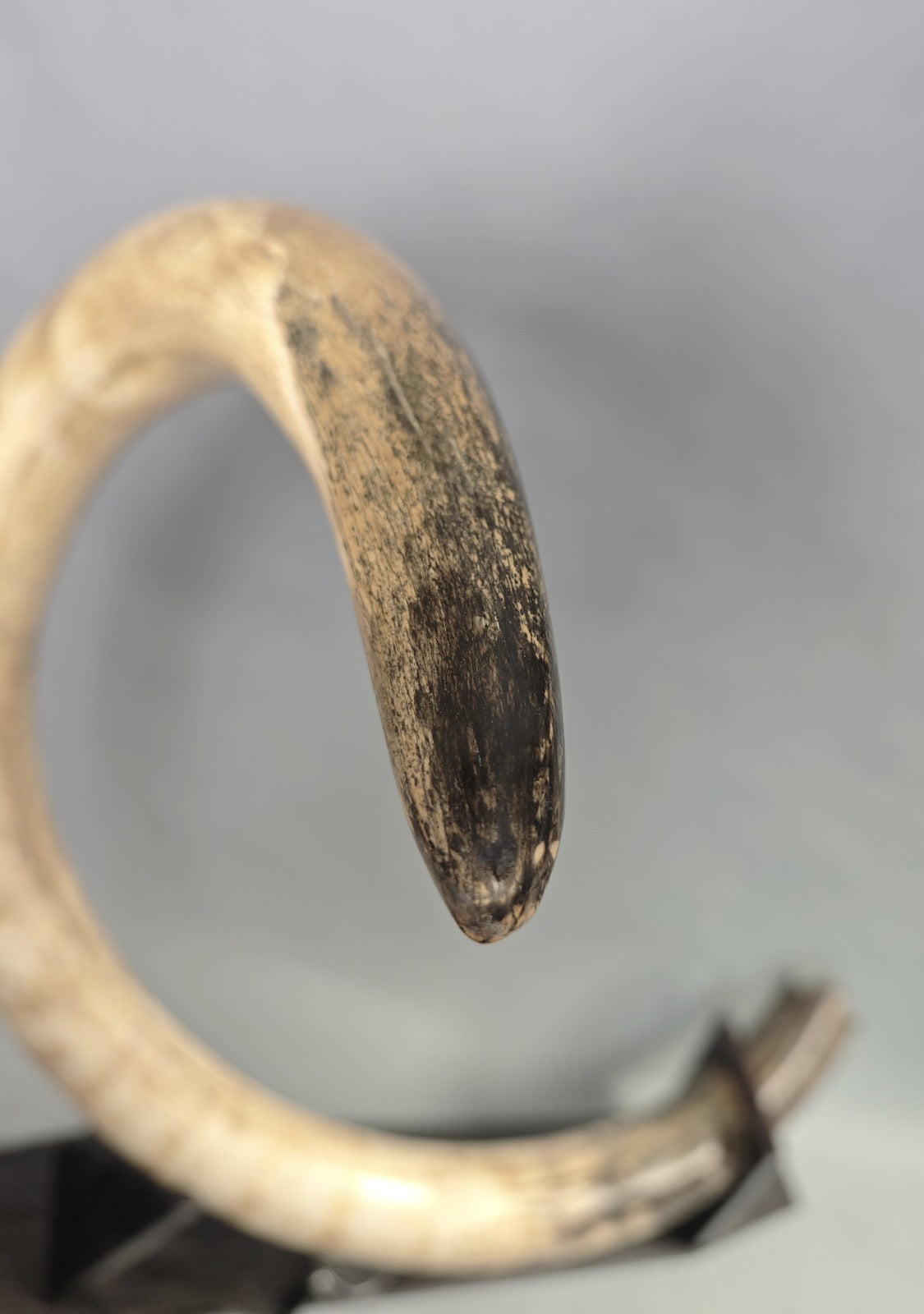 Mammoth Tusks for Sale – Fossil Realm