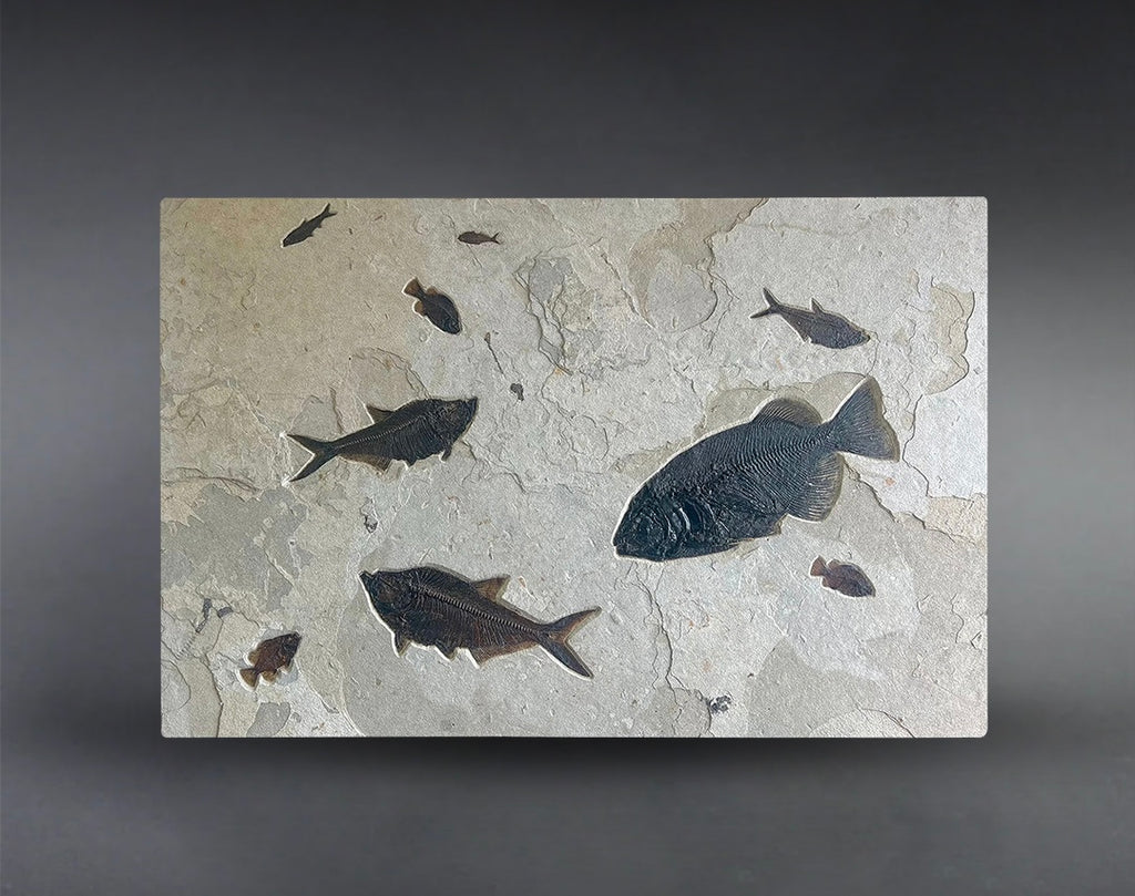 Buy Fossil Mural with 9 Fish – Fossil Realm