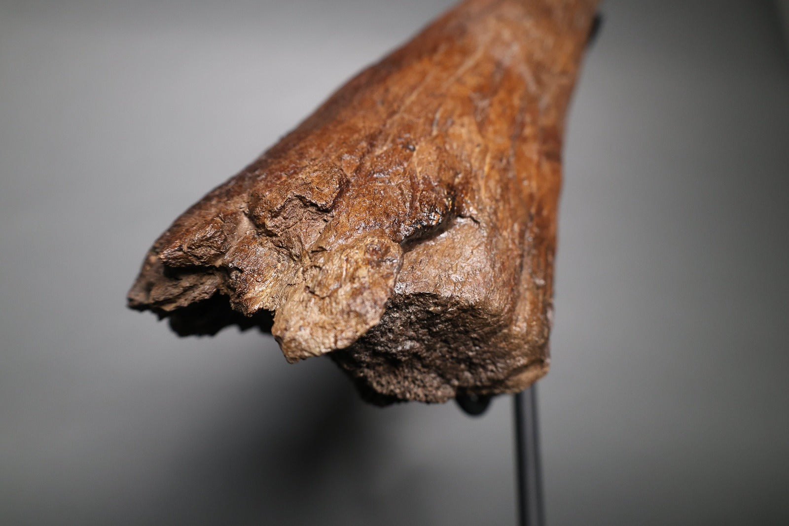 Fossil Realm: Buy Exquisite Fossils & Meteorites Online