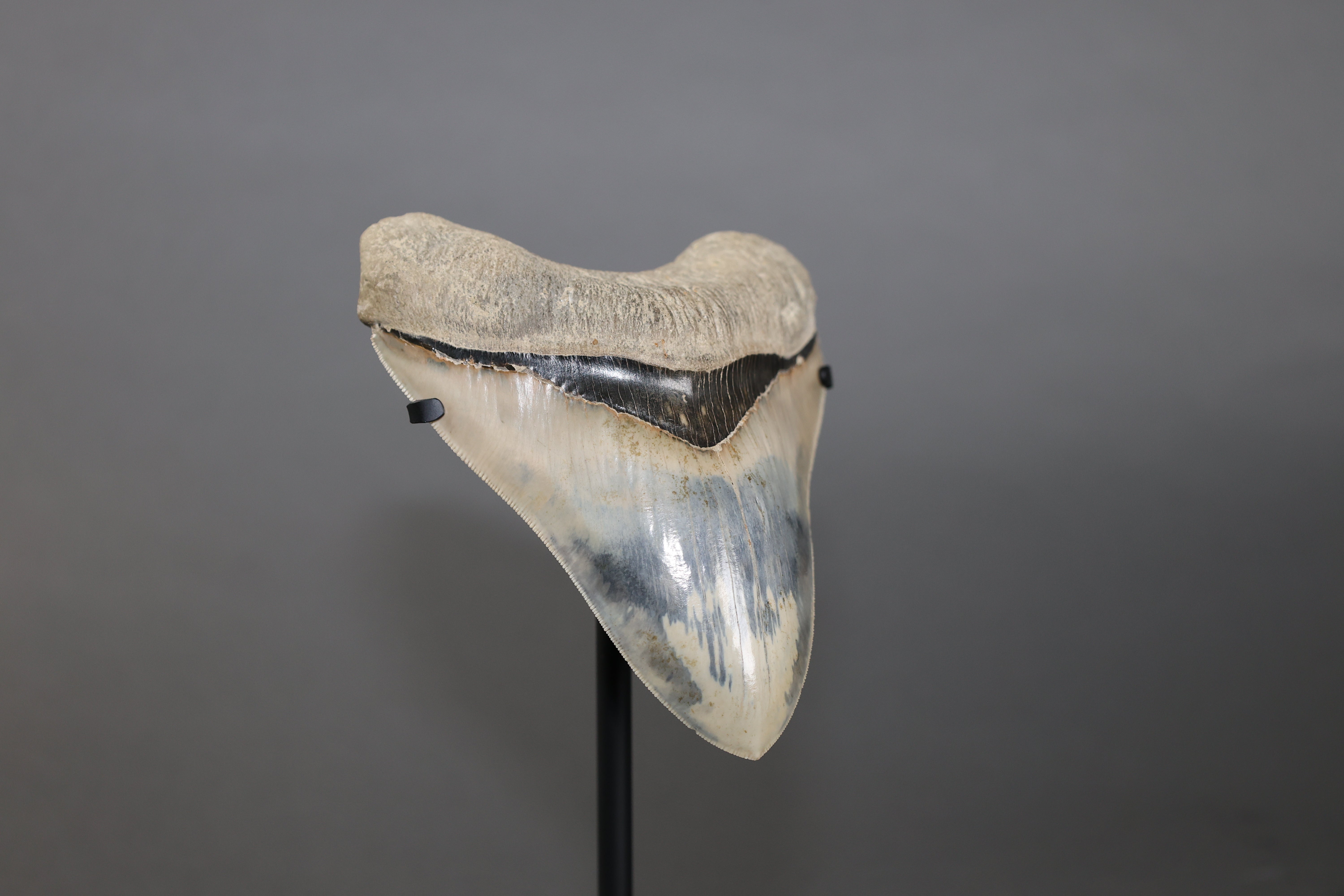 Curated Fossil Collection | Rare Masterpieces from Earth's History ...