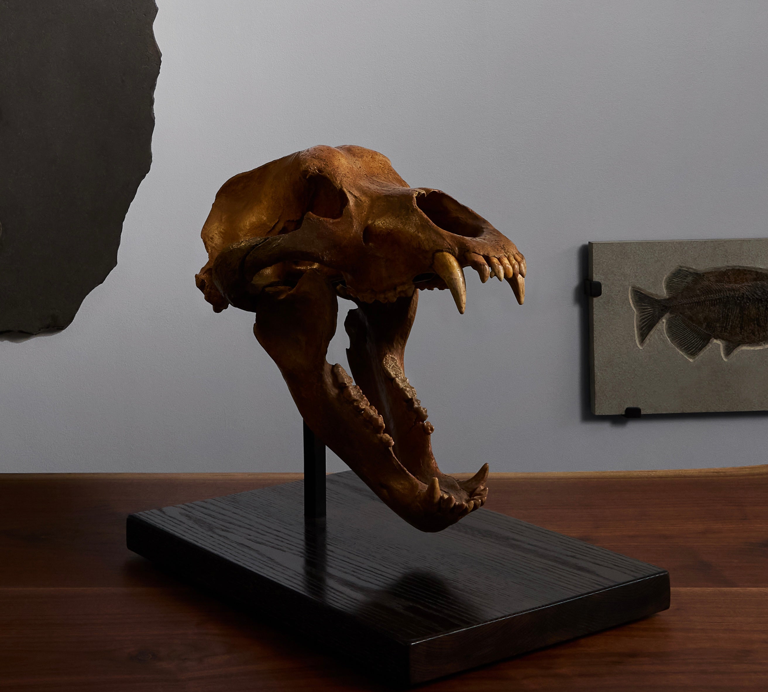 Cave Bear Fossil Collection – Fossil Realm