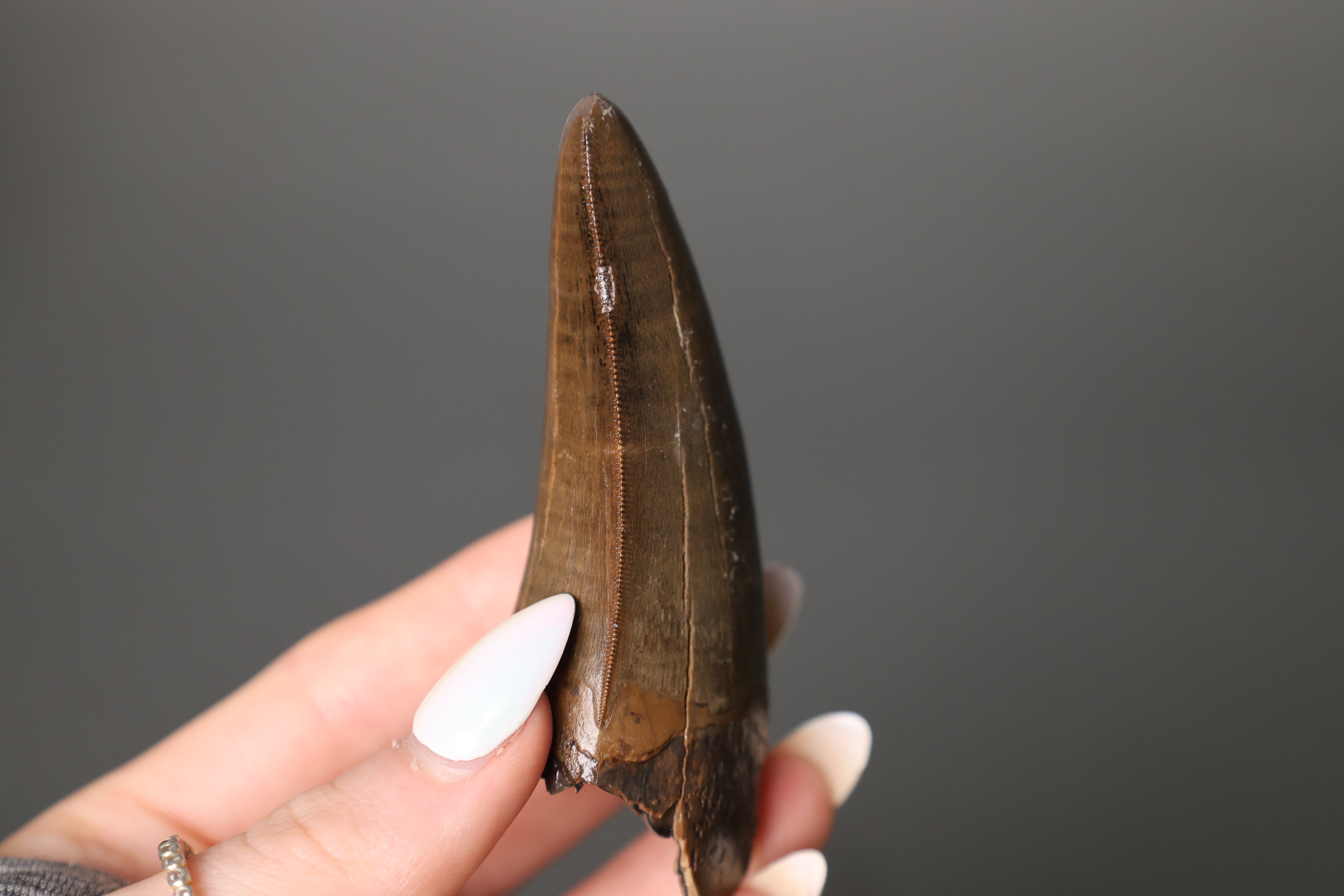 Huge Light Megalodon Tooth For Sale - 5.4 inches – Fossil Realm