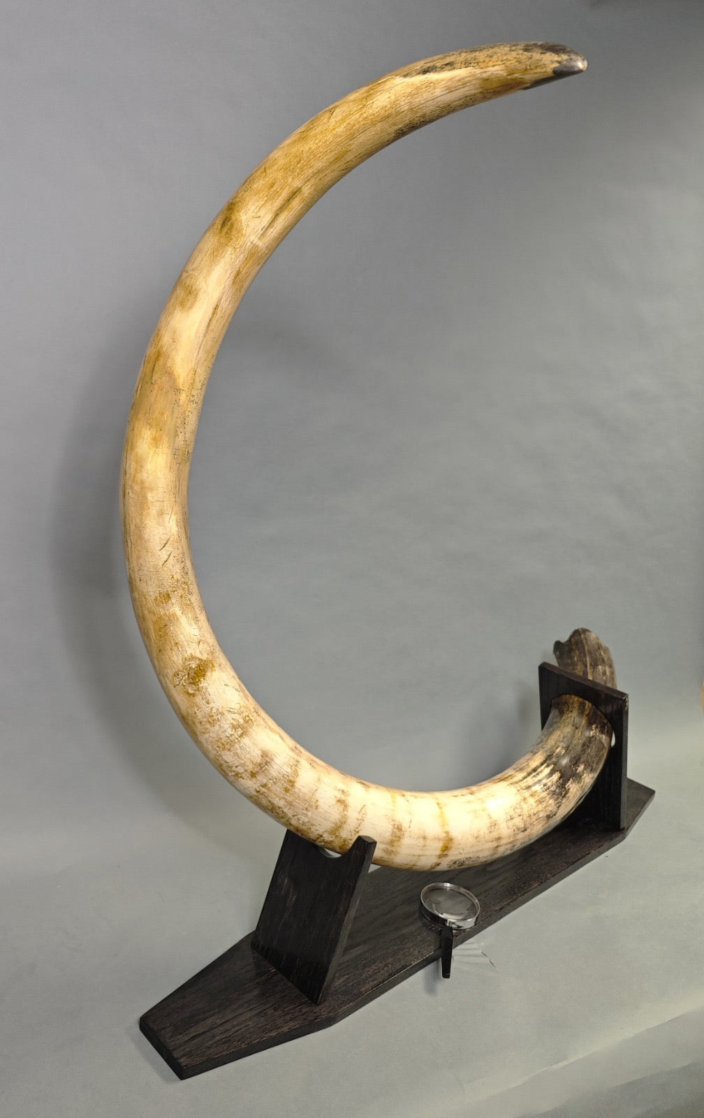 Mammoth Tusks for Sale – Fossil Realm