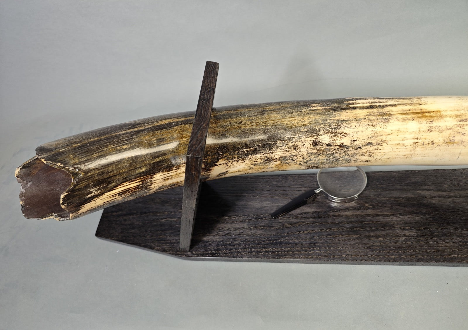 Mammoth Tusks for Sale – Fossil Realm