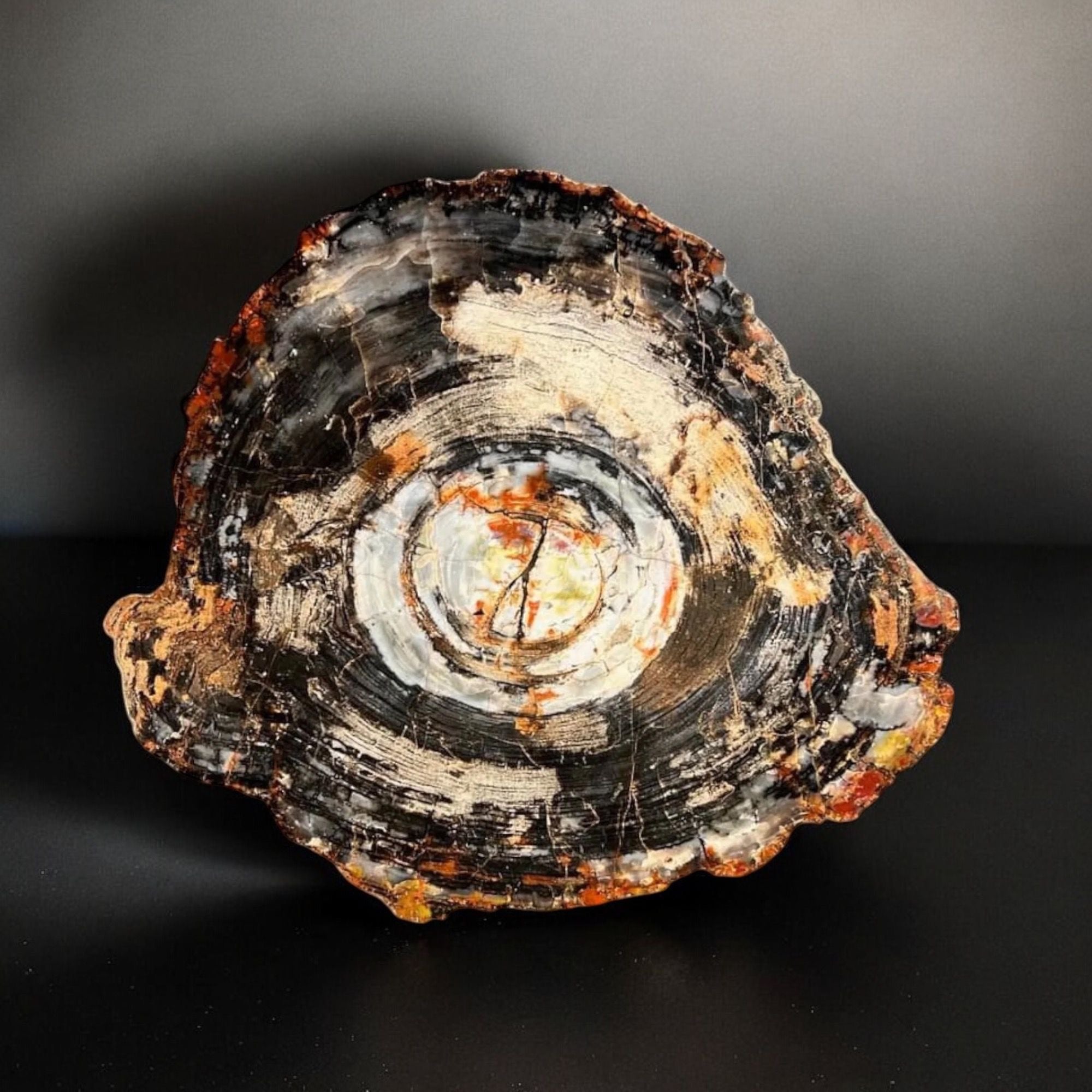 Curated Fossil Collection | Rare Masterpieces from Earth's History ...