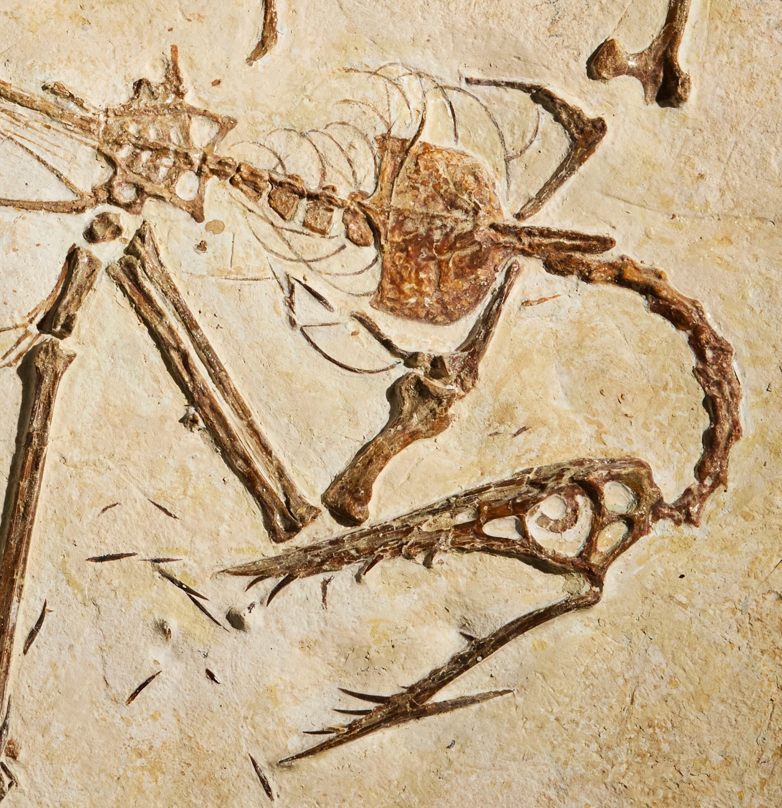 Curated Fossil Collection | Rare and Beautiful Specimens – Fossil Realm