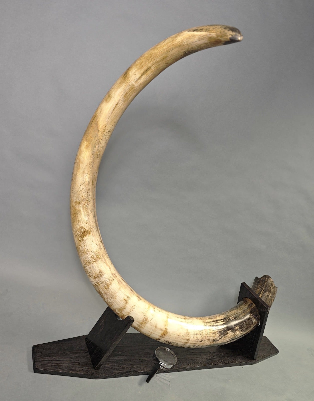 Mammoth Tusks for Sale – Fossil Realm