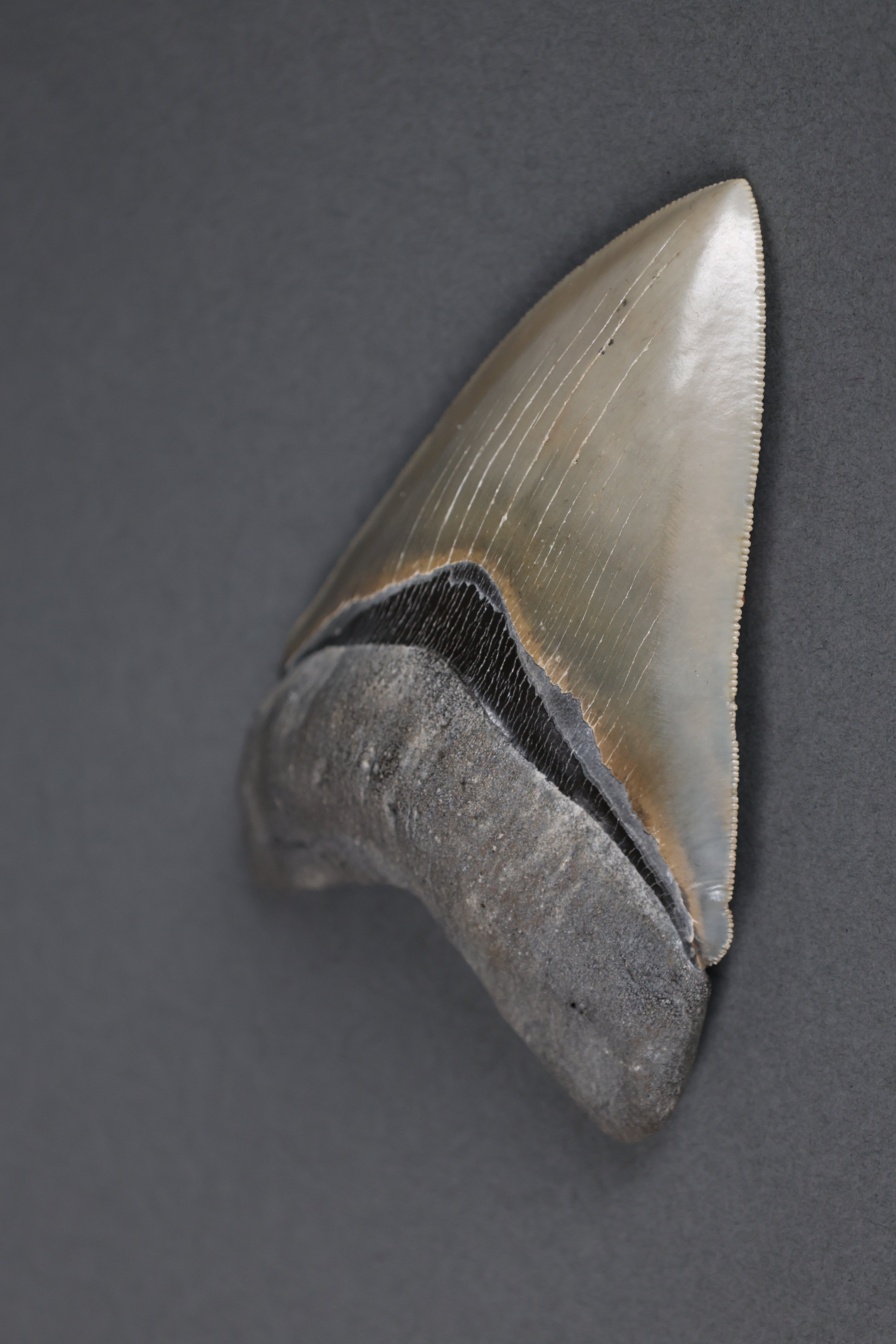 5.82" Megalodon Tooth with Pyrite Inlay – Fossil Realm