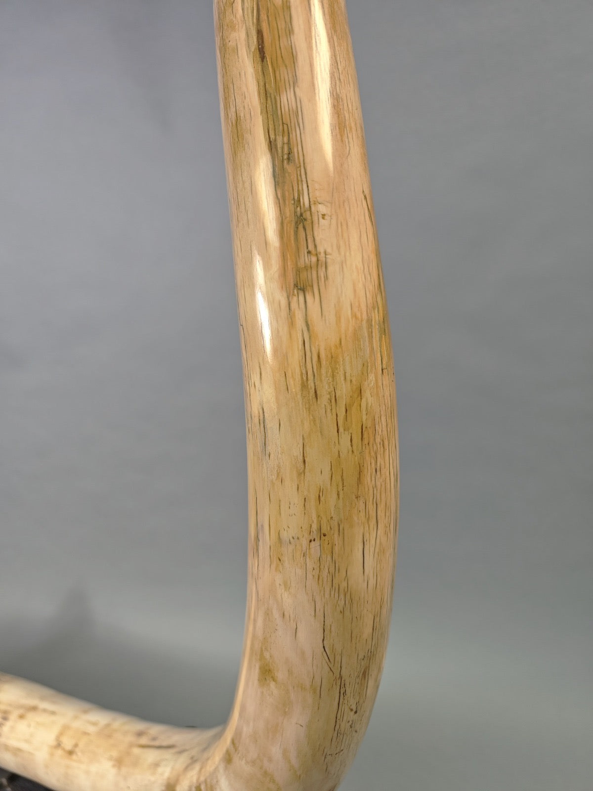 Mammoth Tusks for Sale – Fossil Realm