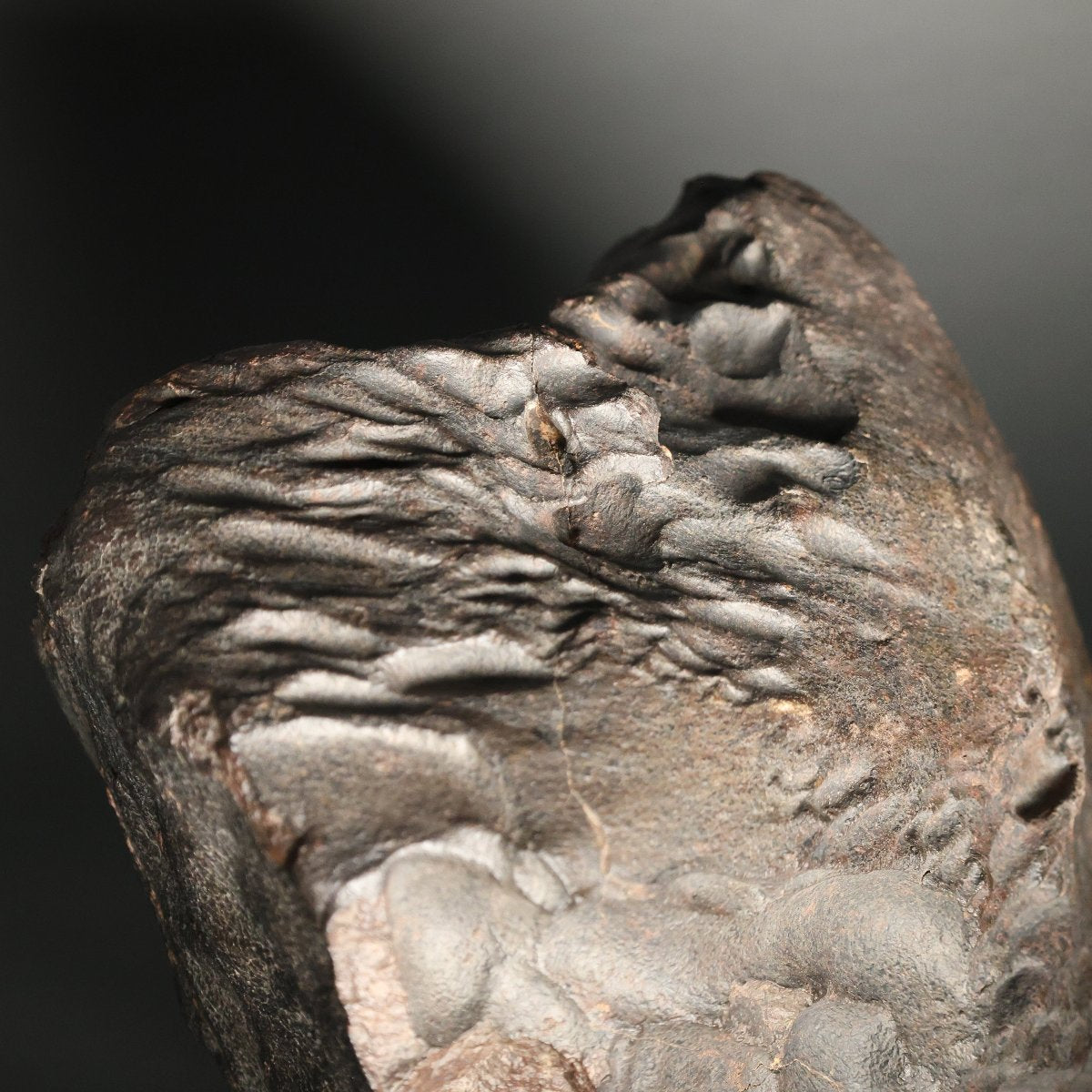 New Fossils, Meteorites & Minerals For Sale – Fossil Realm