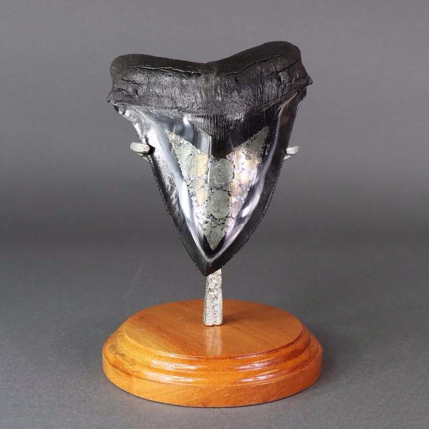 Megalodon Tooth, Pyrite Inlay - 5.75" – Fossil Realm