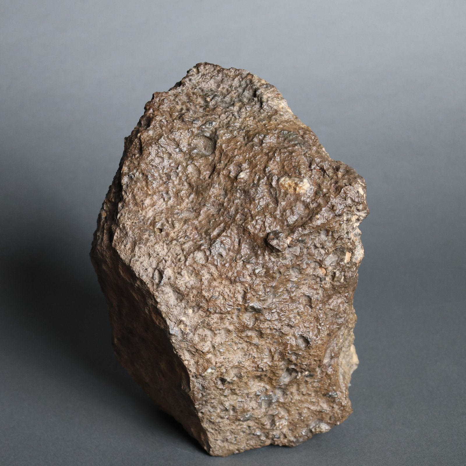 Fossil Realm: Buy Exquisite Fossils & Meteorites