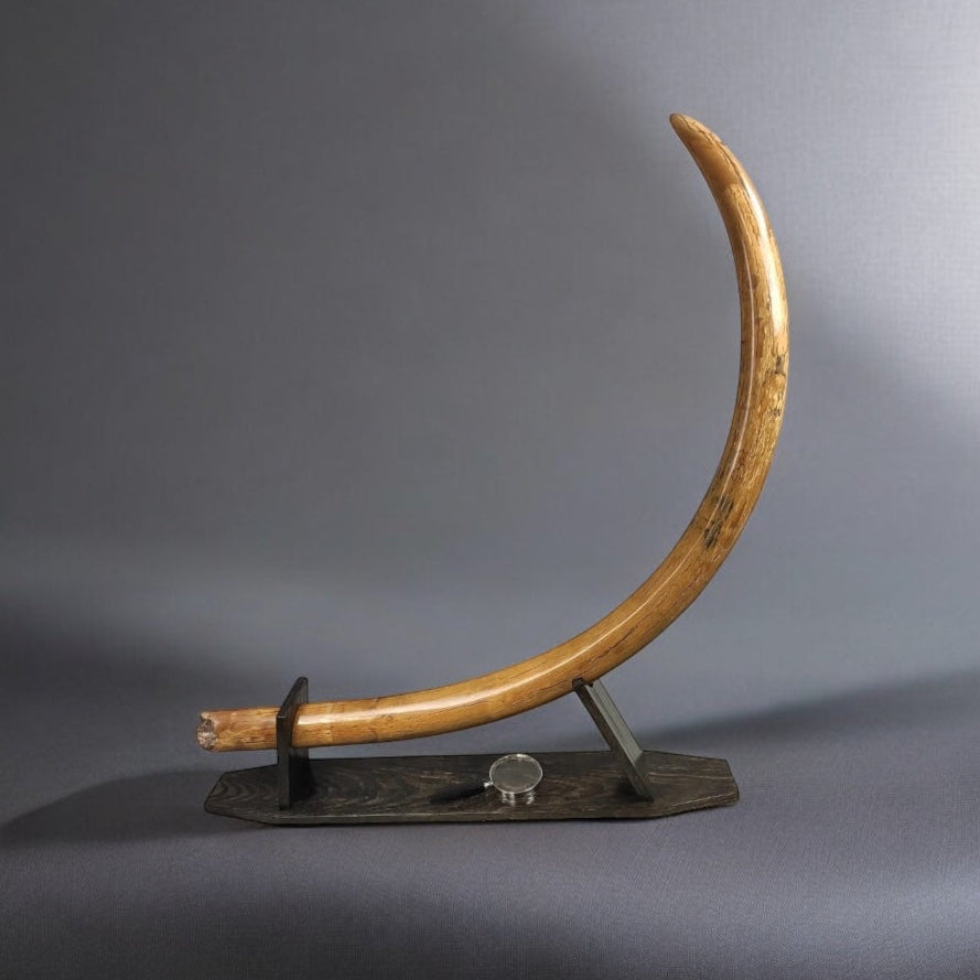 69-Inch Mammoth Tusk - Beautiful Specimen – Fossil Realm
