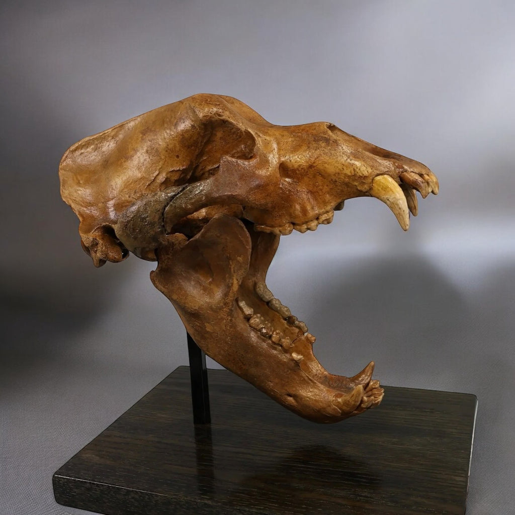 Mounted Fossil Cave Bear Skull For Sale – Fossil Realm