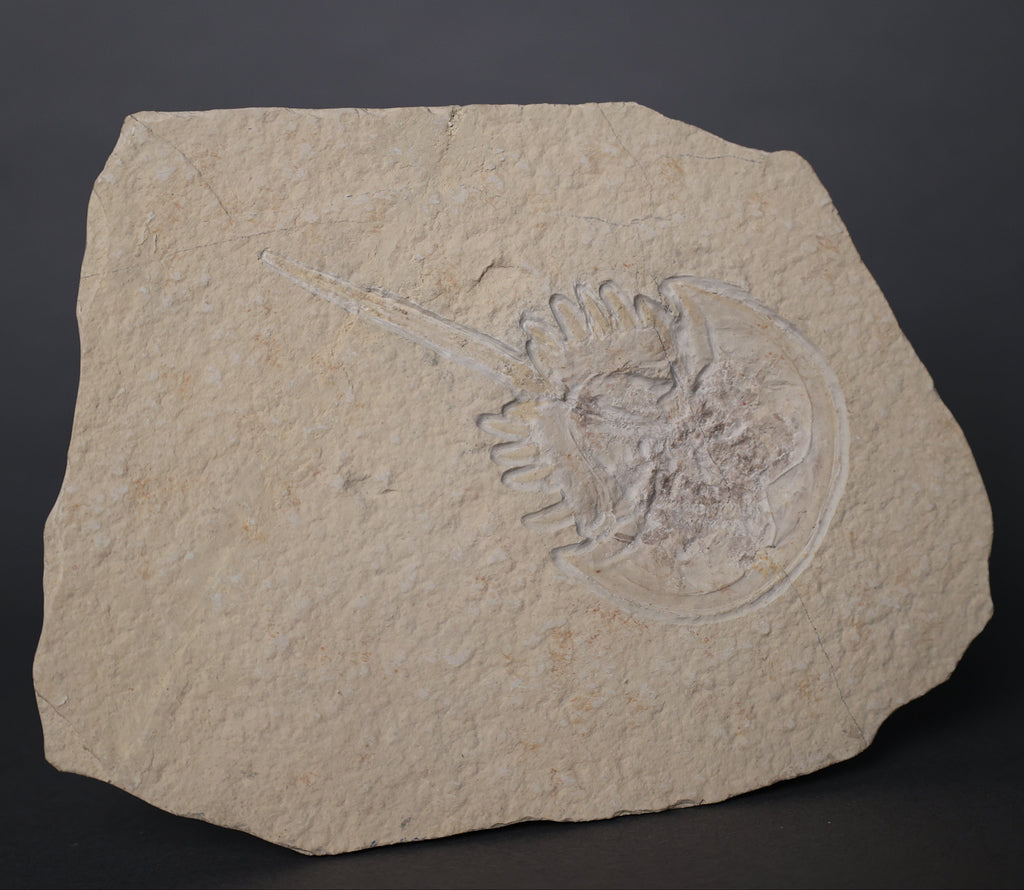 Fossil Horseshoe Crab – Fossil Realm
