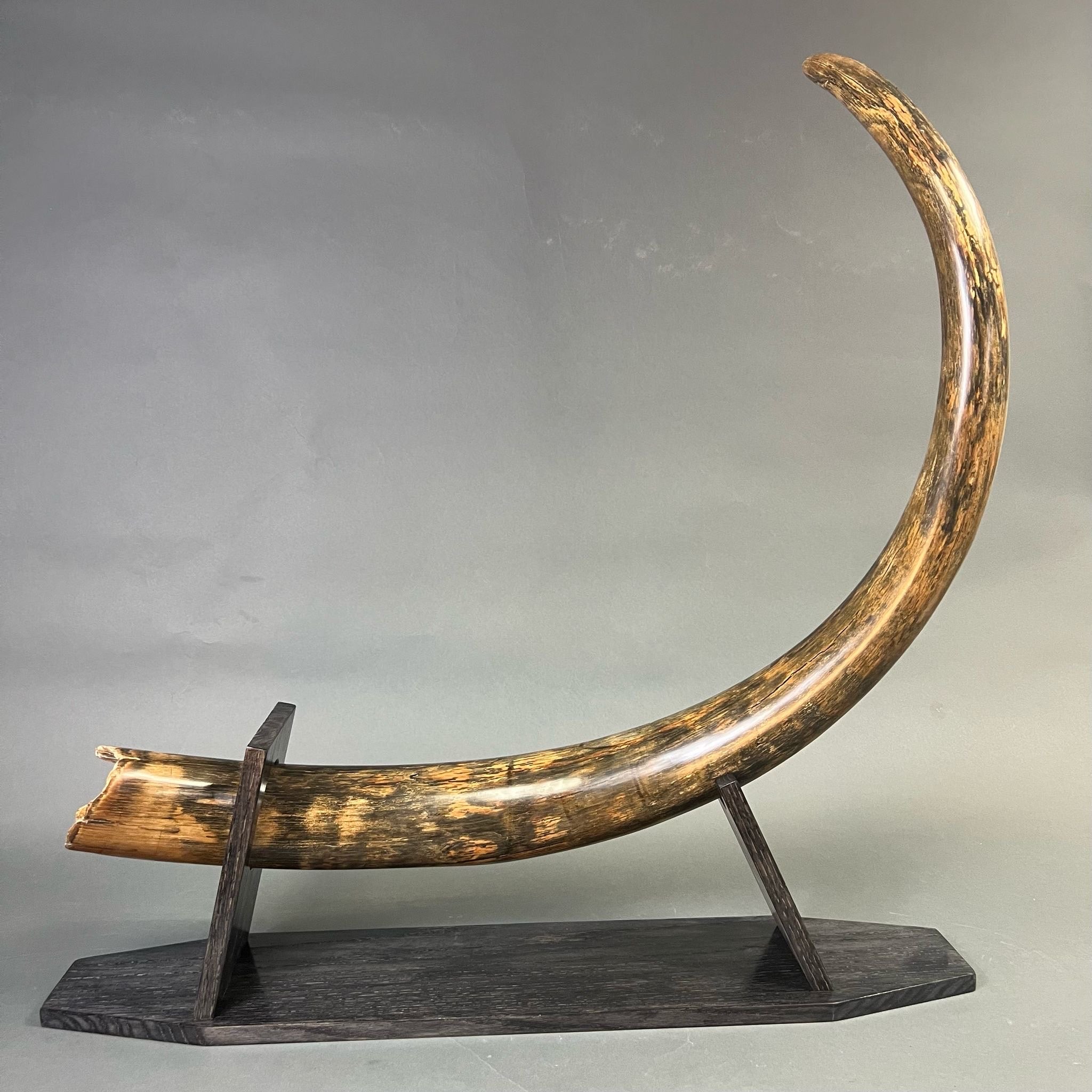 Mammoth Tusks for Sale – Fossil Realm