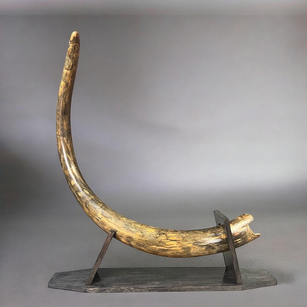 Woolly Mammoth Tusk for Sale - 64" – Fossil Realm
