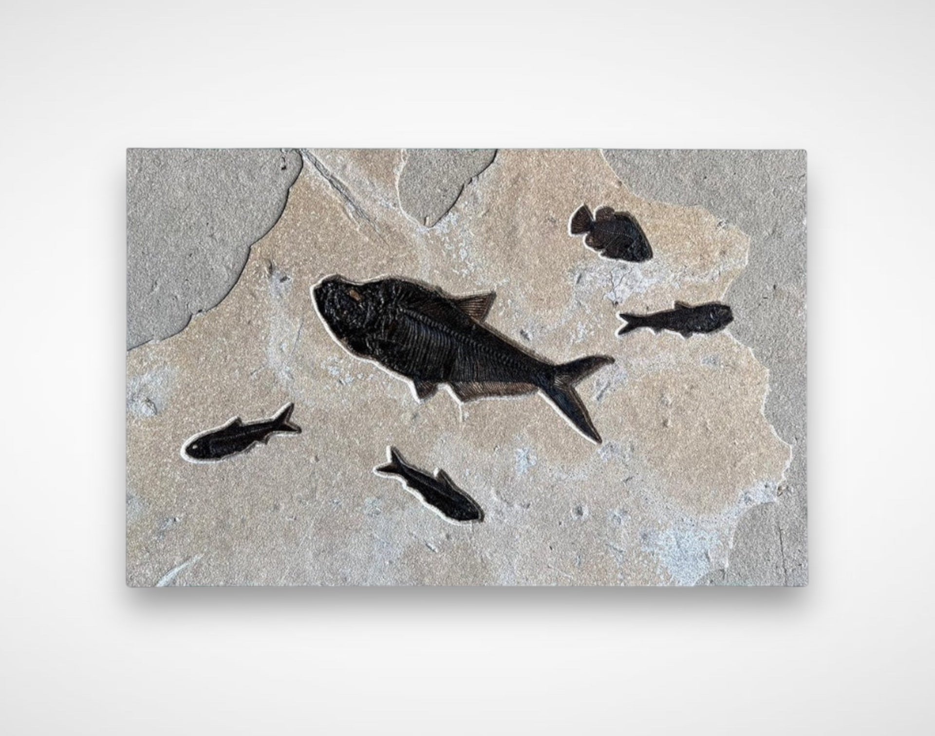 Fossil Green River Fish Mural - Triptych - 66 x 60 inches – Fossil Realm