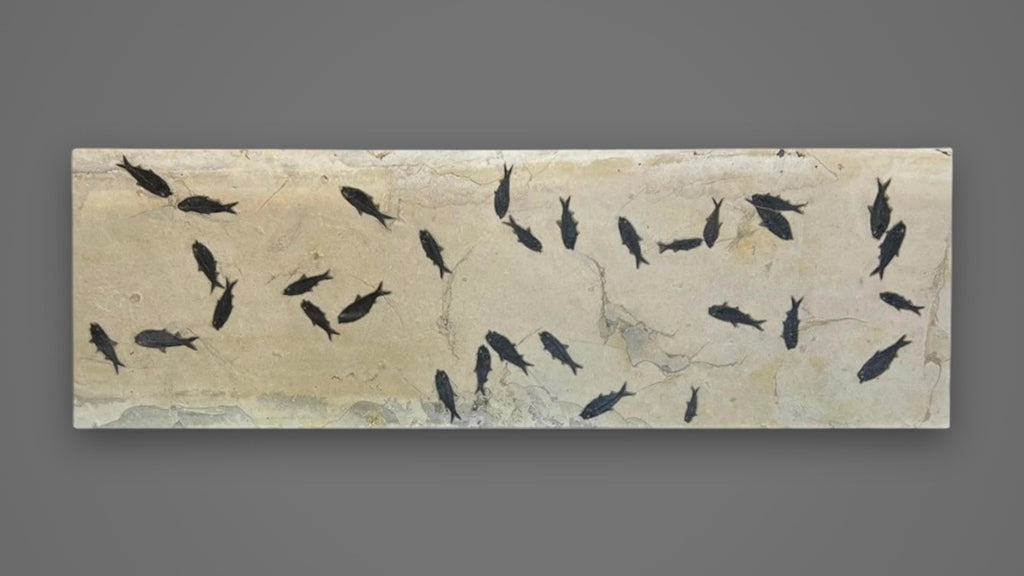 Large Fossil Fish Slab with Knightia 31 fish – Fossil Realm