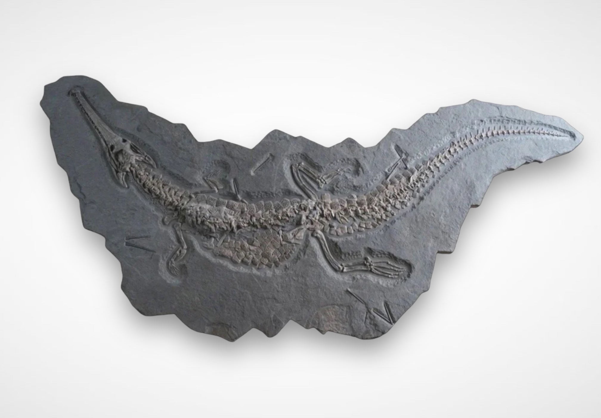 Fossil Crocodile for Sale - Huge Steneosaurus, Holzmaden – Fossil Realm