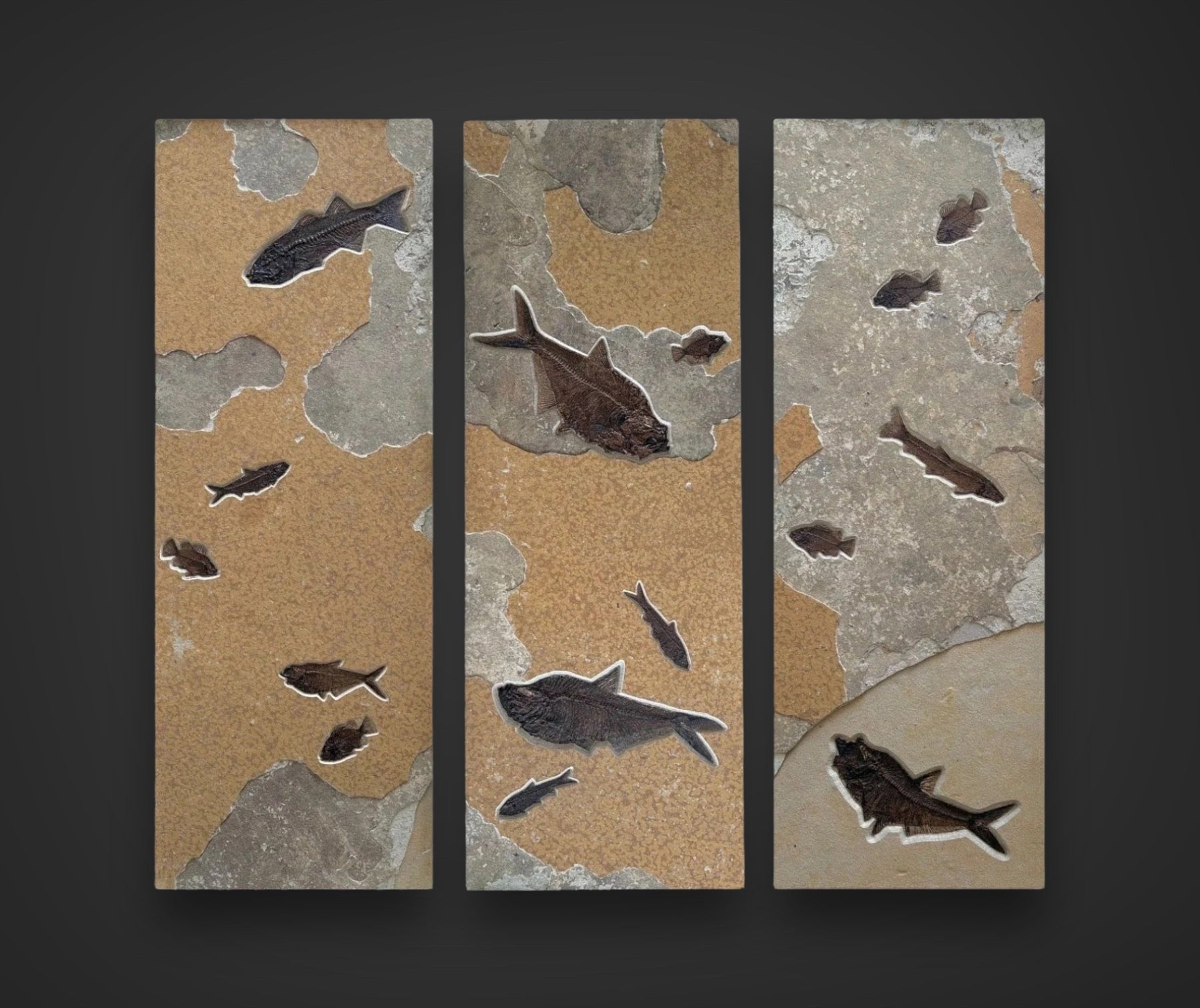 Fossil Green River Fish Mural - Triptych - 66 x 60 inches – Fossil Realm