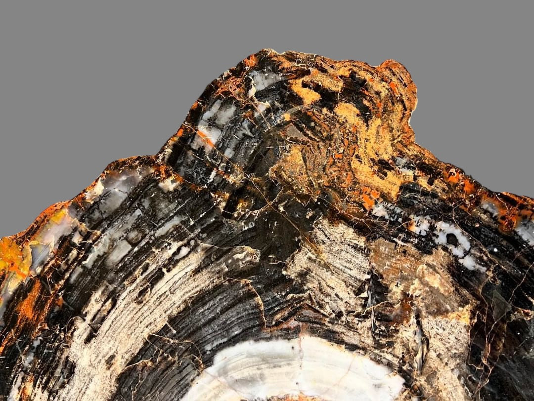 Curated Fossil Collection | Rare and Beautiful Specimens – Fossil Realm