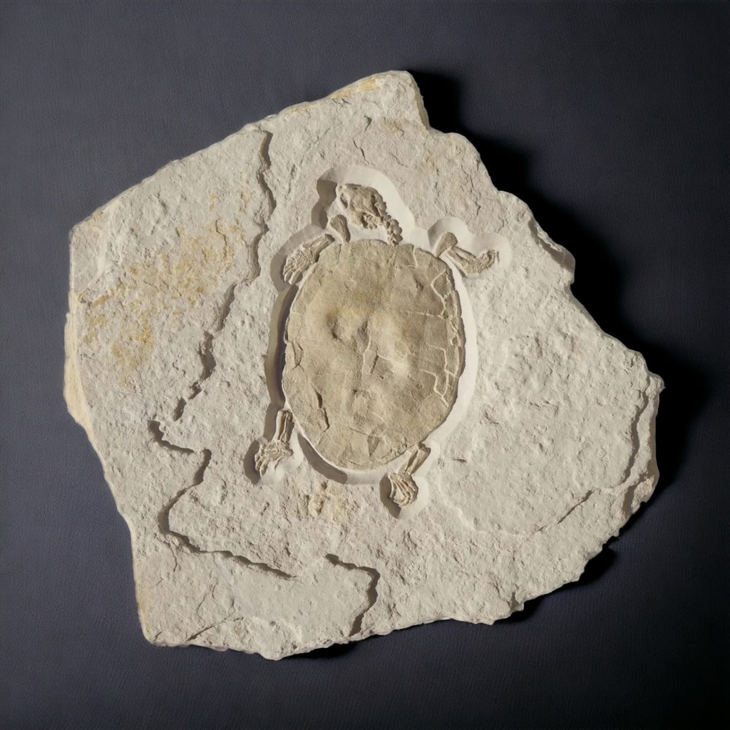 Fossil Turtle for Sale, Eurysternum from Solnhofen – Fossil Realm