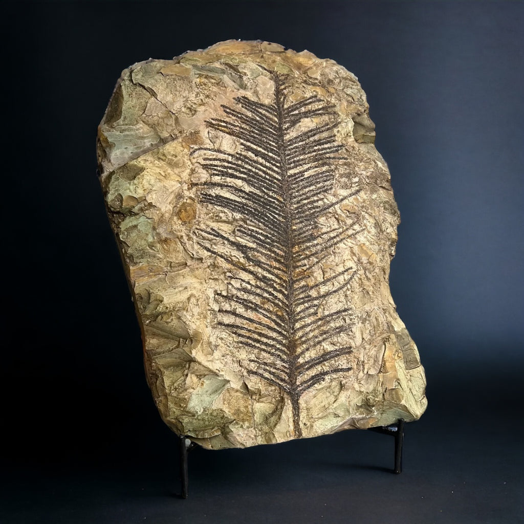 Early Conifer from New Mexico - 19 inches – Fossil Realm