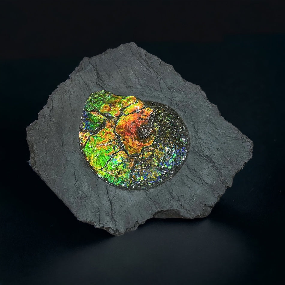 Iridescent Ammonite (11.25