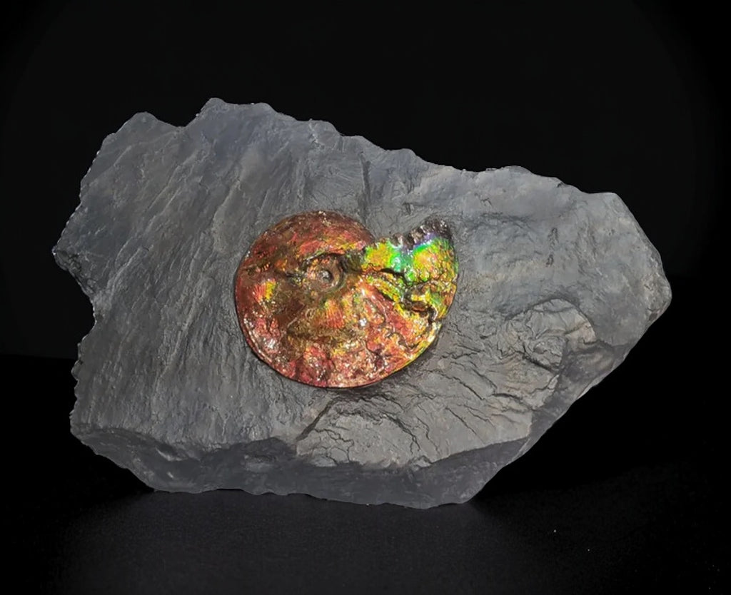 Iridescent Ammonite (8") in Shale - Ammolite Gemstone – Fossil Realm