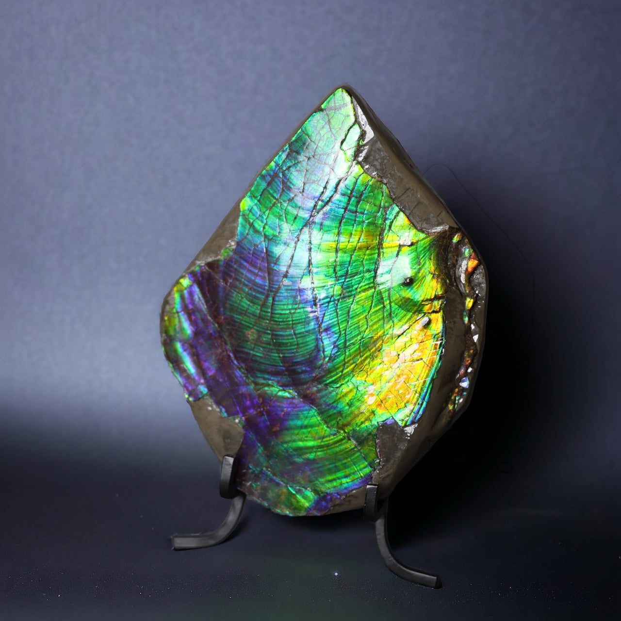 Curated Fossil Collection | Rare Masterpieces from Earth's History ...