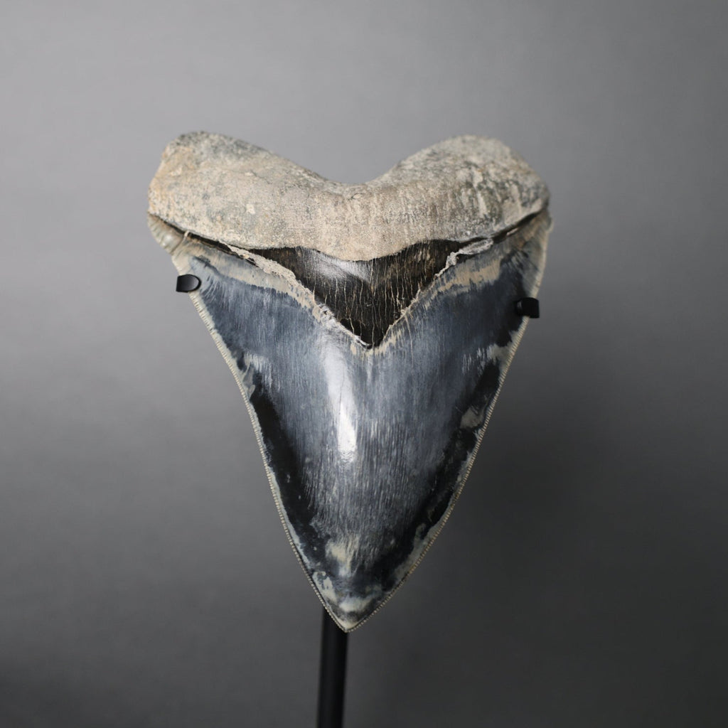 Megalodon Shark Tooth for Sale – Fossil Realm