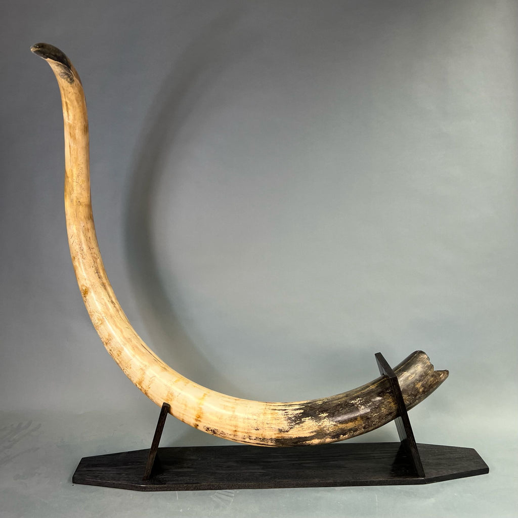 6'7" Mammoth Tusk - Beautiful Specimen – Fossil Realm