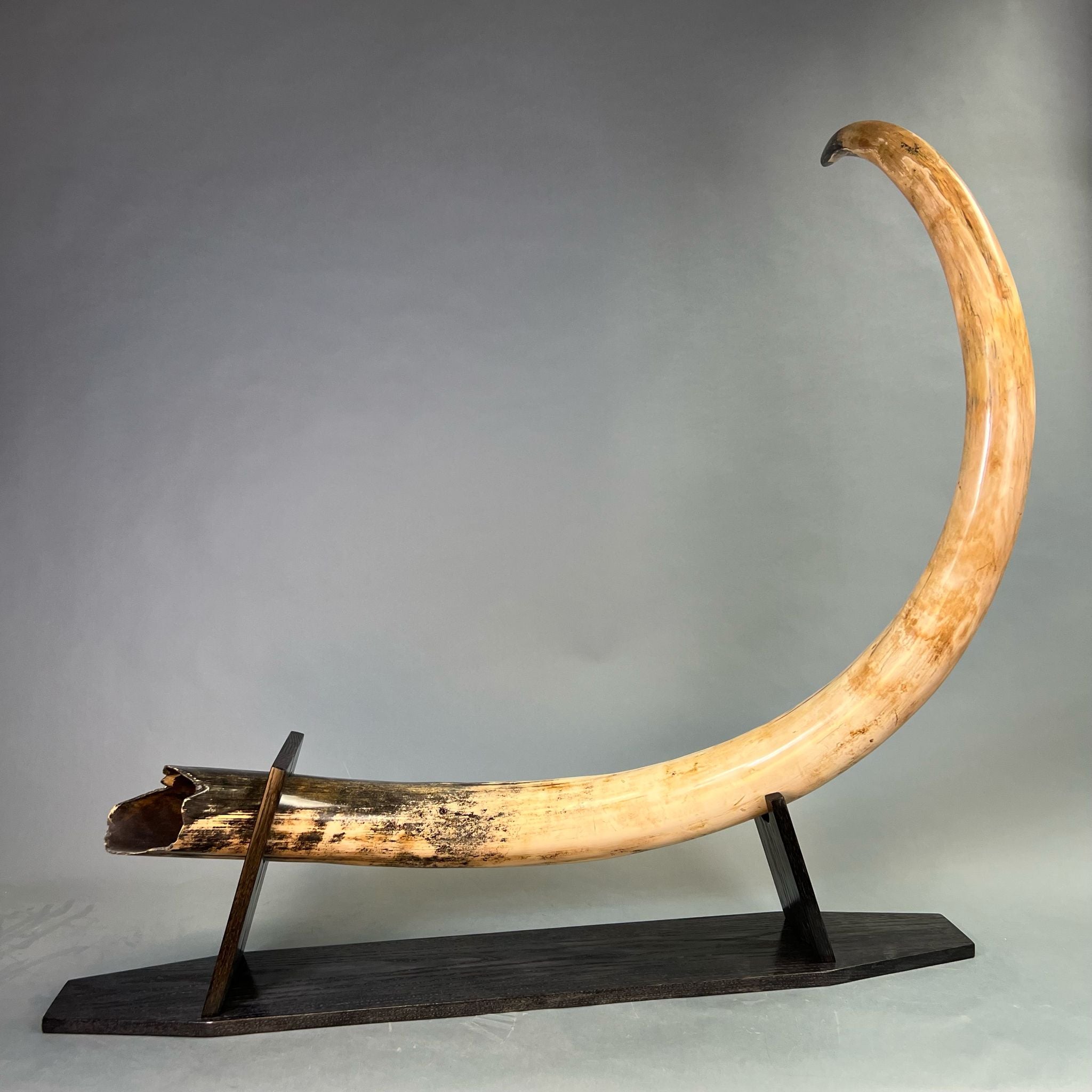 Mammoth Tusks for Sale – Fossil Realm