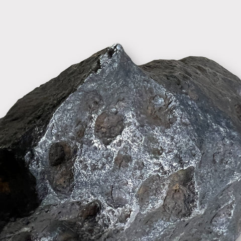 Fossil Realm: Buy Exquisite Fossils & Meteorites Online