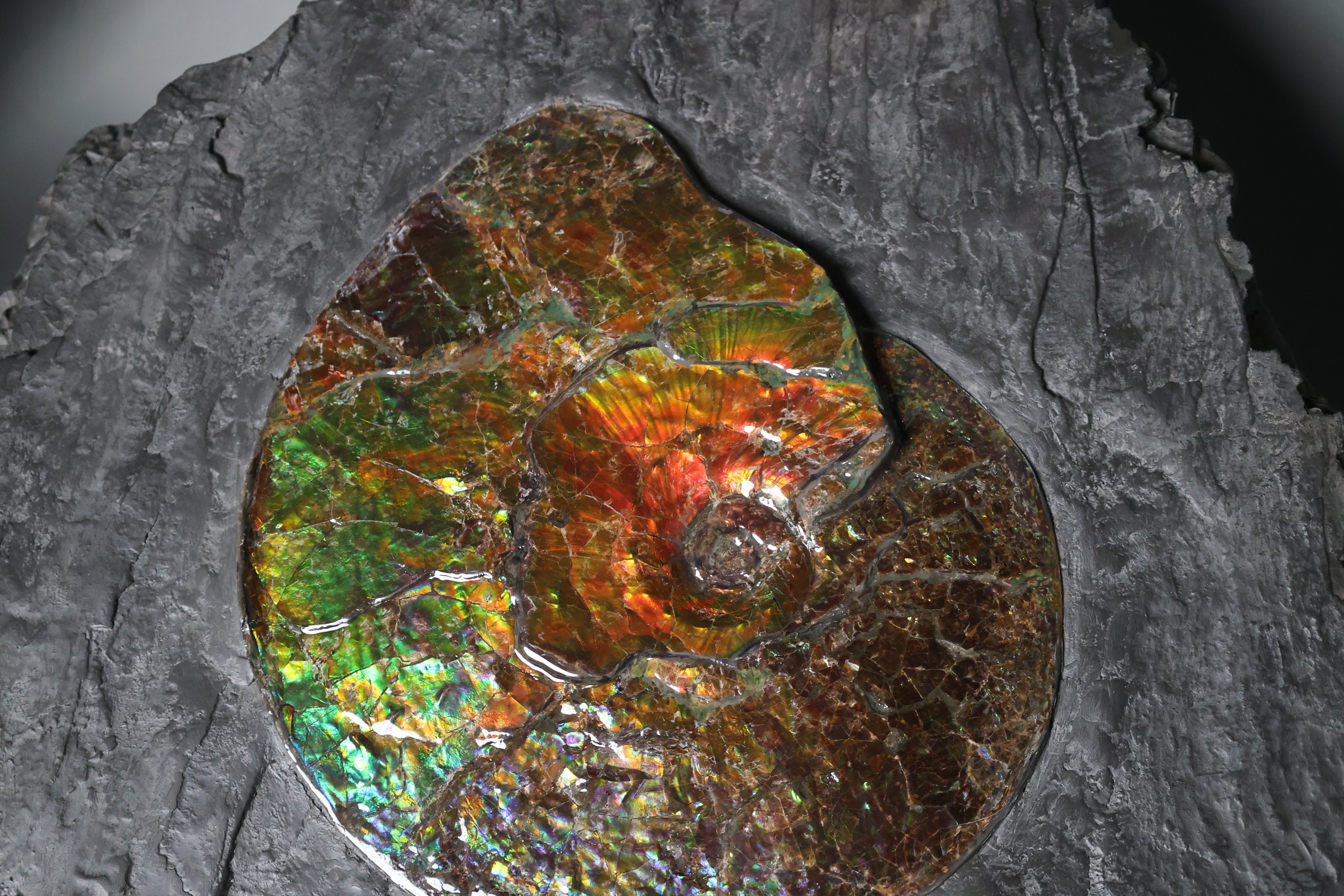 Fossil Collection — Exceptional Fossils for Sale – Fossil Realm