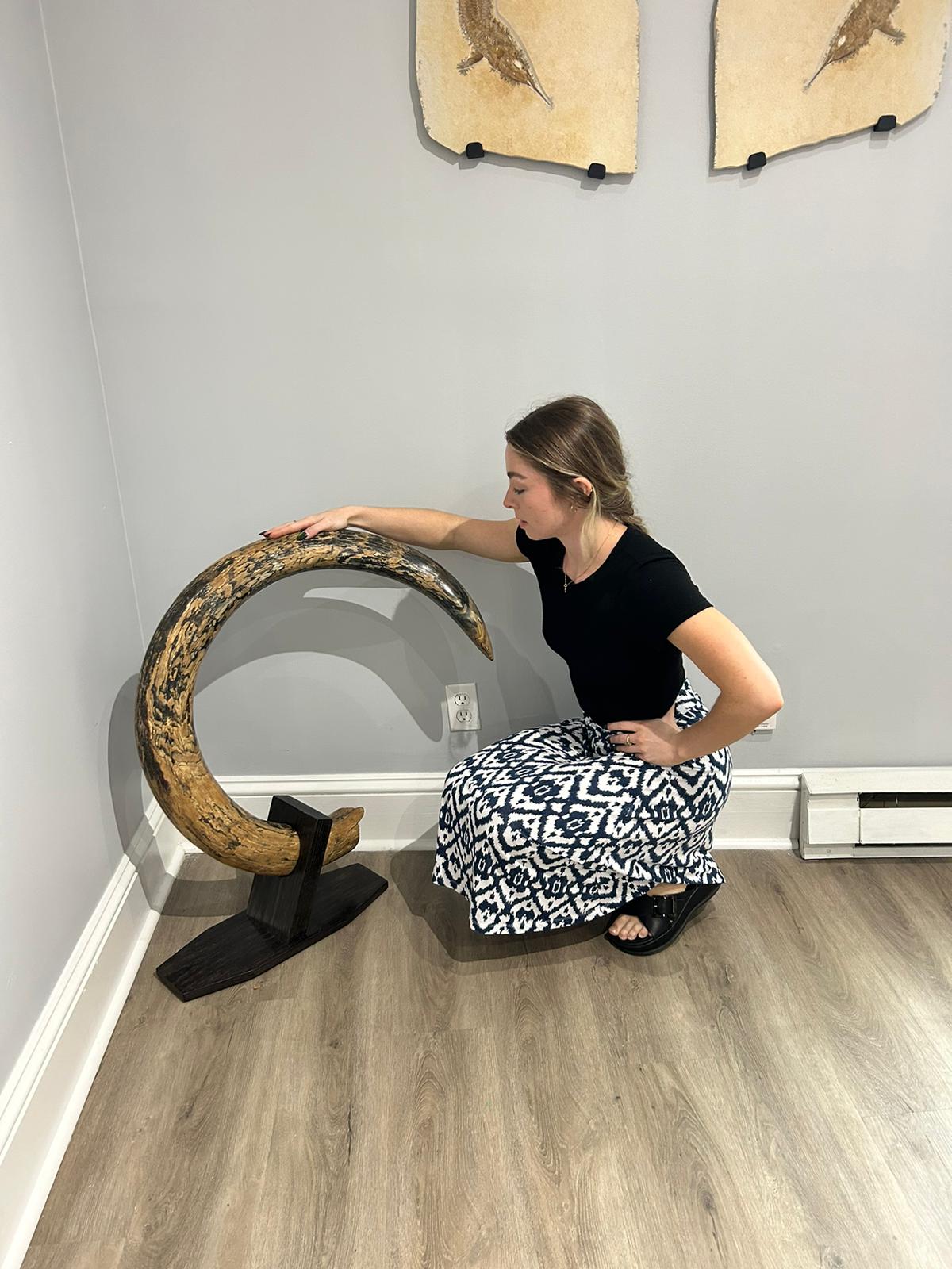 Mammoth Tusks for Sale – Fossil Realm