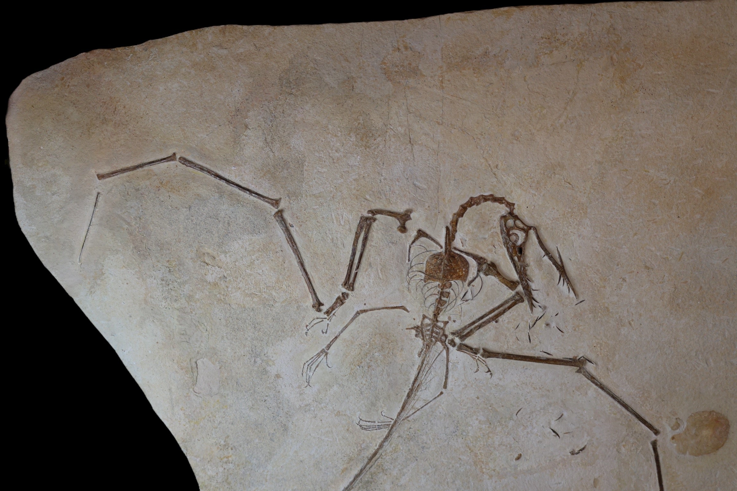 Curated Fossil Collection | Rare Masterpieces from Earth's History ...