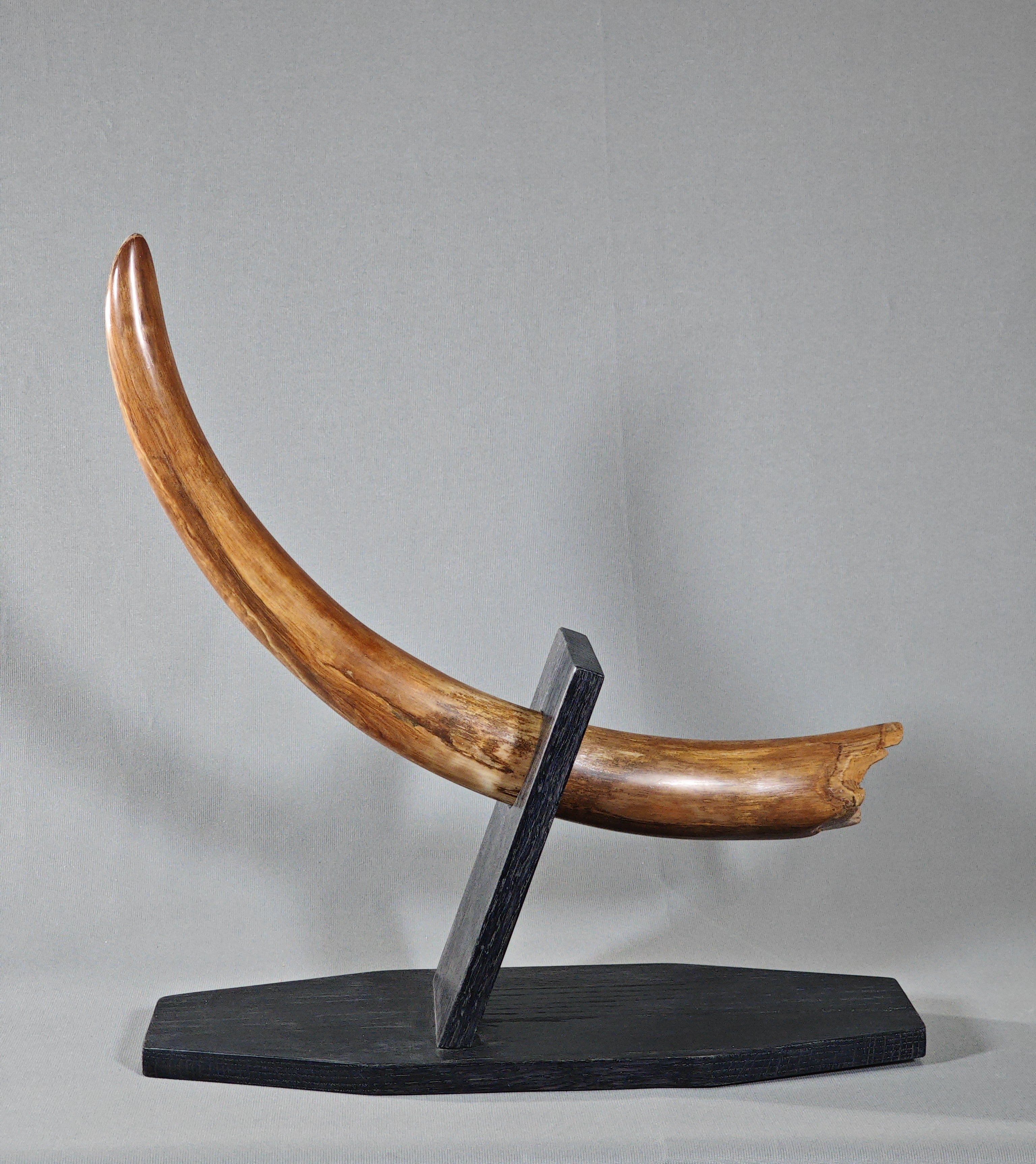 Woolly Mammoth Tusk for Sale - 48" – Fossil Realm